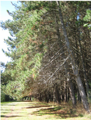 Edge Trees – An Important Consideration for Forest Inventory ...