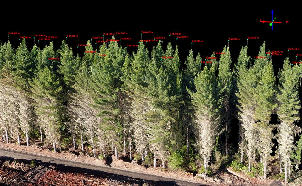 Investigating Tree Structure from 3D Modelling | Interpine Innovation