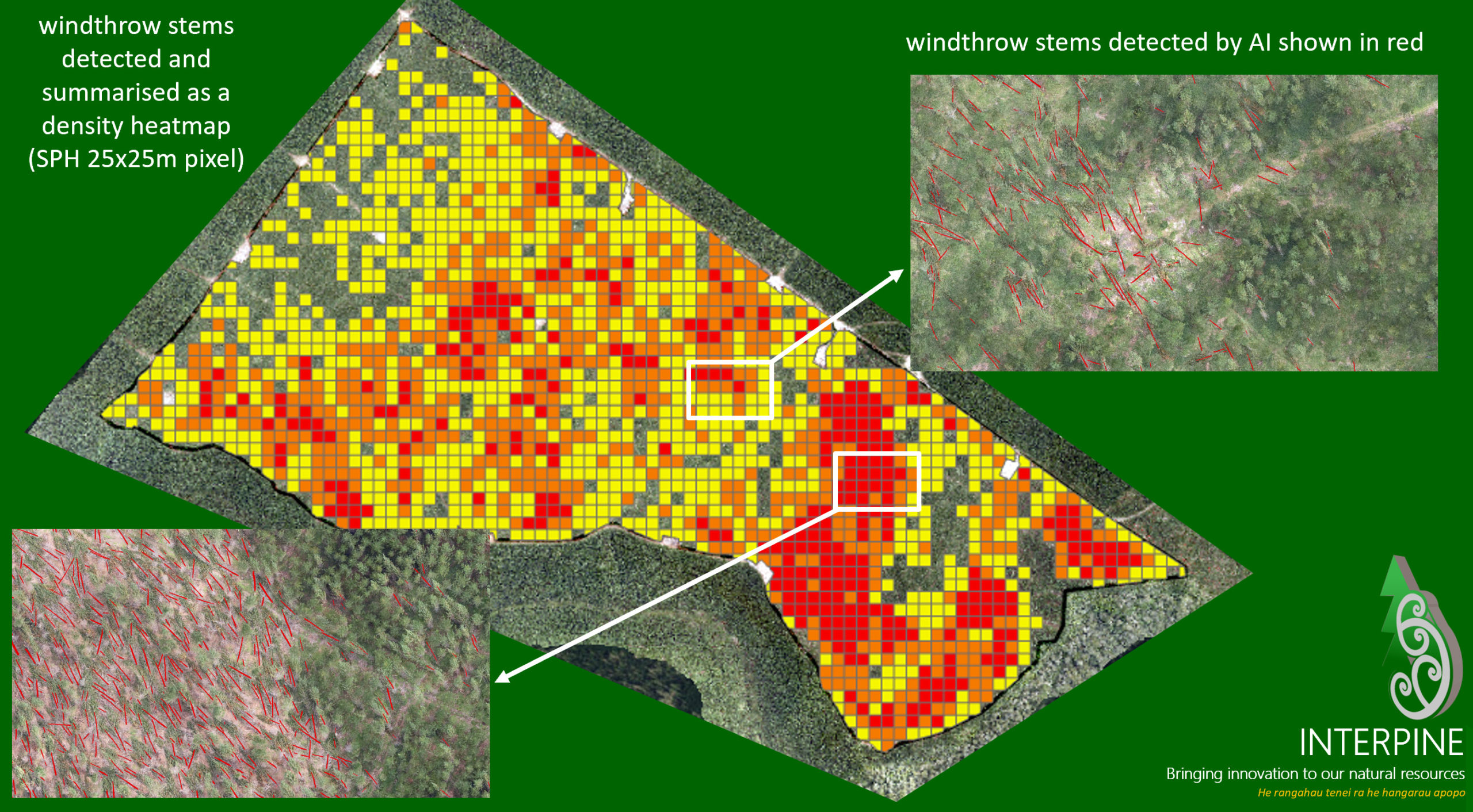 Using AI for Quantifying Windthrow or Toppled Trees | Interpine Innovation