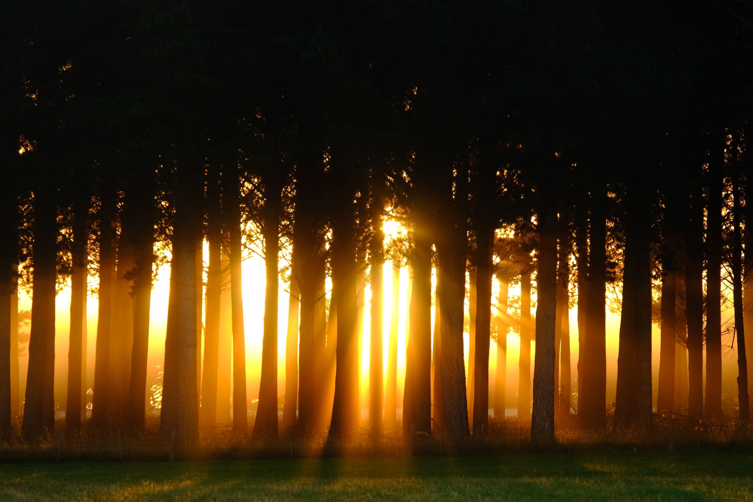 DSCF3276 | Interpine Innovation